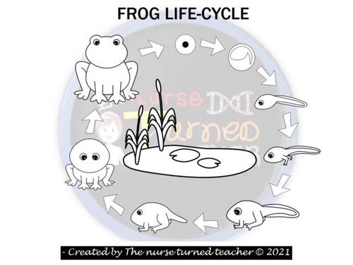 Frog life-cycle poster and coloring book by the nurse turned teacher