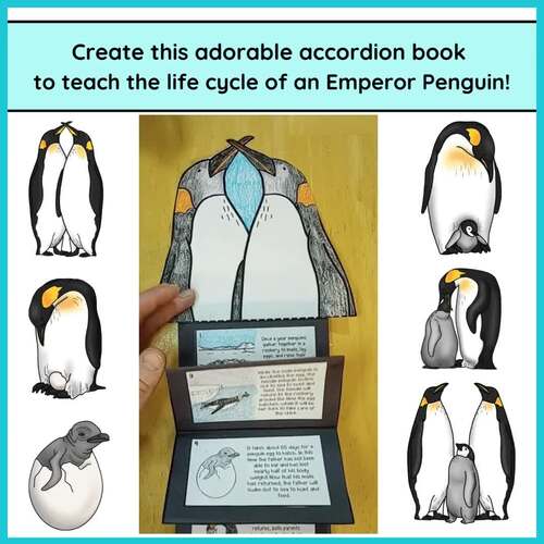 Penguin Life Cycle | An Accordion Book Perfect for an Antarctica or ...
