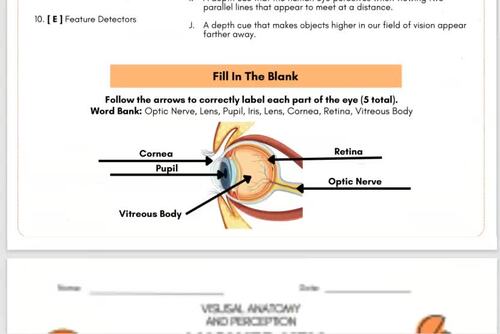 Visual Anatomy and Perception in Psychology Test | TPT