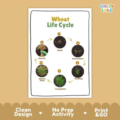 Wheat Life Cycle Activity Cut and Paste Worksheet Science Farm Unit ...