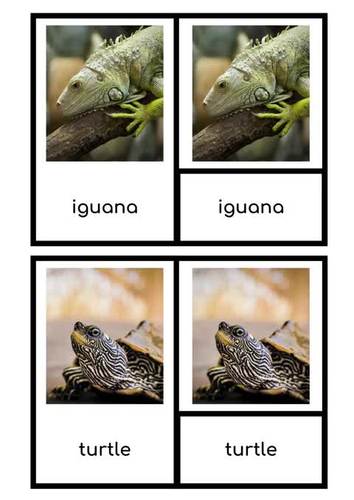 Reptiles & Amphibians | Montessori | 3 Part Cards | TPT