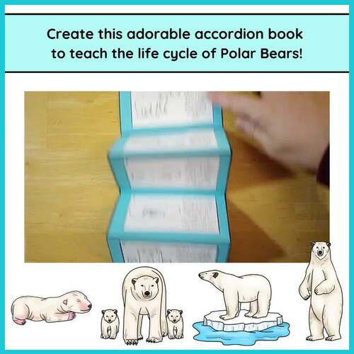 Polar Bear Life Cycle | An Accordion Book Perfect for an Arctic or ...