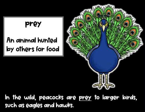 MyView Grade 4 Unit 2 Week 1 Feathers: Not Just for Flying Vocab PPT ...