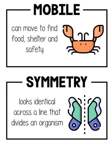 Science Word Wall Cards | Classification of Animals Vocabulary by EzPz ...