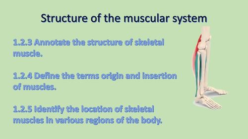 IB SEHS Anatomy Muscular System part 2 by Figure of Teach | TPT
