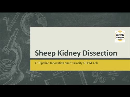 Sheep Kidney Dissection Lab by Sandra Friedli | TPT