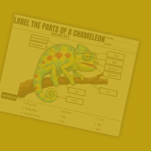Chameleon Body Parts Activity Pack | Labeling, Coloring, Word Search & Maze