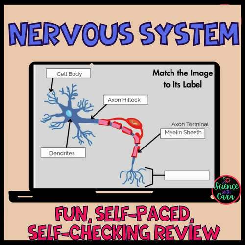 Nervous System Boom Cards by Science with Cara | TPT