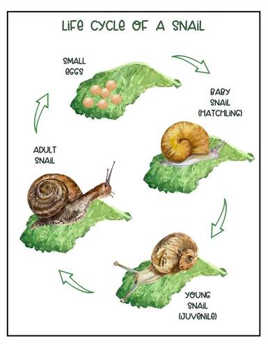 Snail Life Cycle Worksheets Beautiful Watercolor Snails TPT