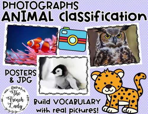 Real-Life Animal Pictures | Animal Classification Centres | Animal JPG/PNG