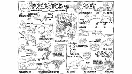 Predator vs Prey Doodle Notes, Quiz, PowerPoint & Google Slides ...