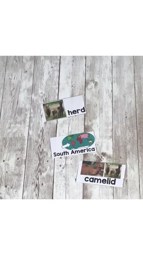 Hawks Passages for Close Reading with Comprehension Questions and Writing