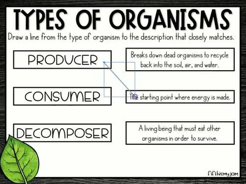 Types of Organisms | No Prep Digital Learning by Fifth is my JAM