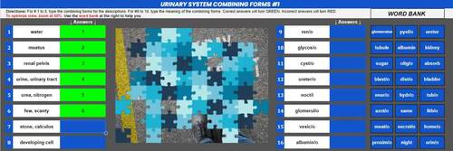 Urinary System Medical Terminology Combining Forms and Print Activity