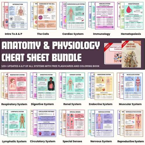 Anatomy & Physiology Bundle Notes & Worksheets | Coloursheets and ...