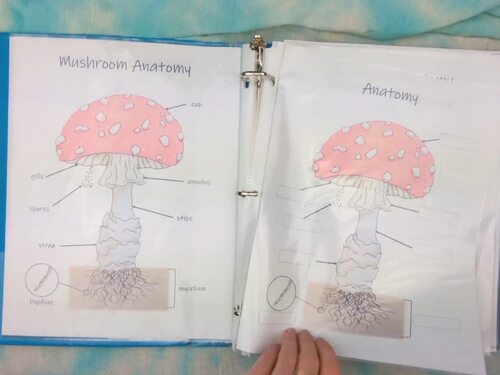 Mushroom Unit: a biology unit with mushroom anatomy, fungi life cycle ...