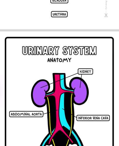 Urinary System Labeling, Human Body Anatomy Activity, Biology Diagram ...