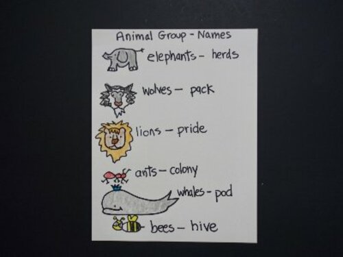 Let's Draw Animal Group-Names! by Patty Fernandez Artist | TPT