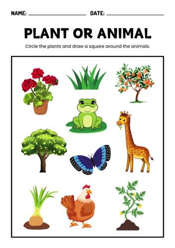 Identify Plant or Animal Activities and Worksheets by TANDPSTUDIO