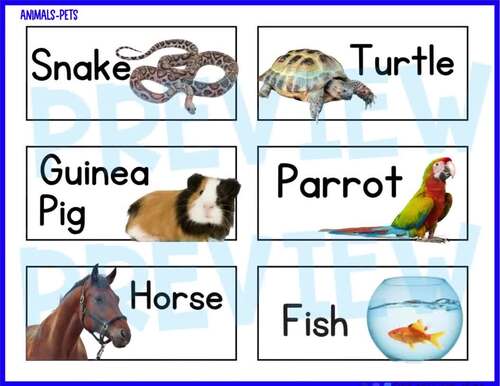 Animal Word Wall Cards-120 Animal Theme Picture Word Cards-Real Animak ...