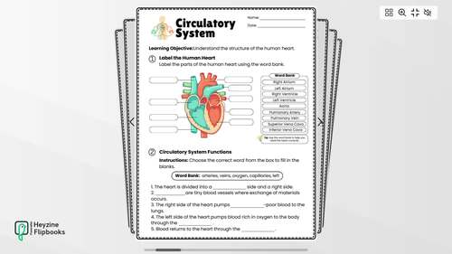 Human Body Systems Worksheets with Answer Key Digestive Circulatory ...