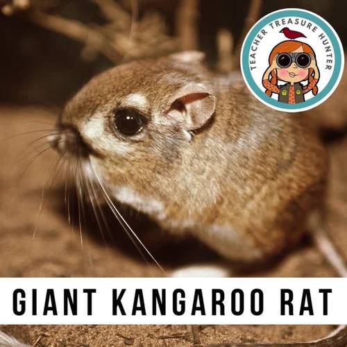 Giant Kangaroo Rat information page for desert animal research | TPT