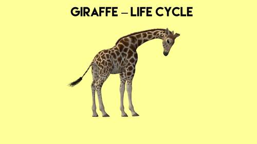 Giraffe Life Cycle | Biomimicry Design Inspired by Nature Compatible ...