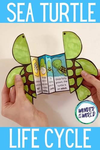 Ocean animal life cycle foldable activities (turtle, penguin, clownfish)