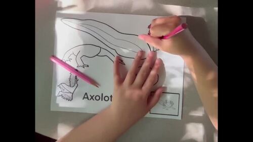 Cut and Paste an Axolotl Amphibian Fine Motor Art Craft Project | TPT