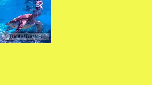 Animals and Their Habitats: An Engaging ESL PowerPoint for Young Learners