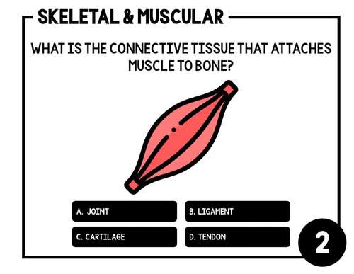 Skeletal System and Muscular System Task Cards | Print and Digital Task ...