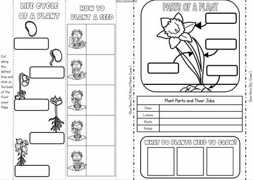 All About Plants Project by Tumbleton Teaching | TPT