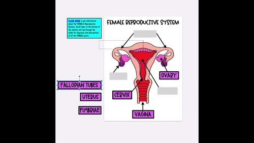 REPRODUCTIVE SYSTEM - Interactive Google Slides by It's Teacher Bliss