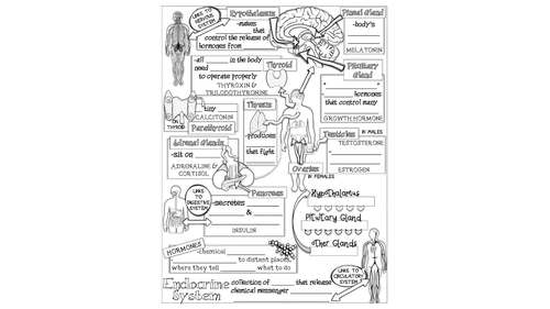 Endocrine System Doodle Notes & Quiz | Human Body Systems Activity