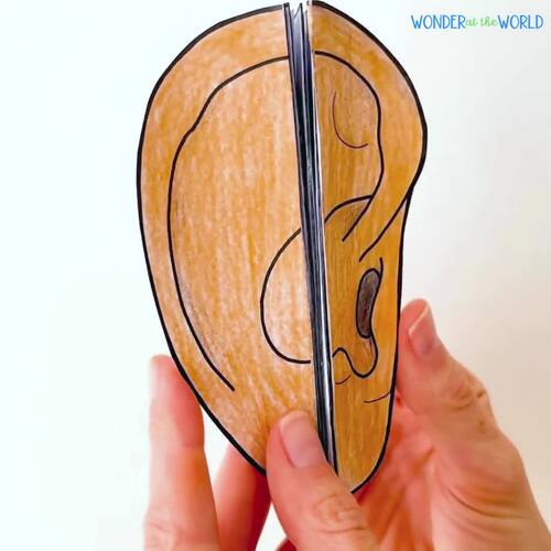 How the human ear works parts of the ear sequence and fold activity cut ...