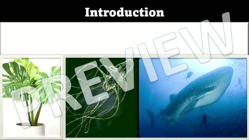 Food Chains, Food Webs, and Energy Pyramid Complete Lesson BUNDLE