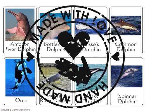 Dolphins/Anatomy Of A Dolphin/Montessori Cards/Quiz/Google Slides/Diet