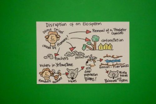 Let's Draw the Disruption of an Eco System! (Pictograph) | TPT