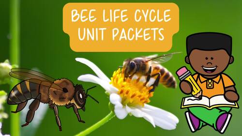 Bee Life Cycle Science Worksheets Bees PreK Kindergarten First Second ...