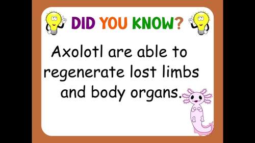 Did You Know ? Fun Animal facts With Google slides and printable Cards ...