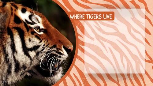 All About Tigers: Jungle Science & Nonfiction Animal Research PPT