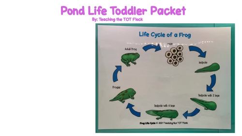 Pond Life Preschool Theme by Teaching the TOT Flock | TpT