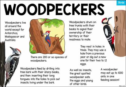 Bird Information Text Reading Passages about Owls, Penguins, Pigeons & More