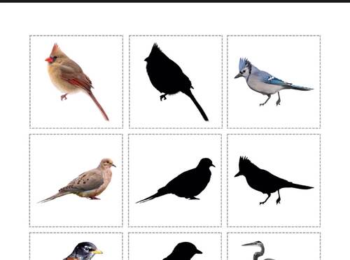 Bird Silhouette Matching Cards, Spring Activity, Memory Game, Science ...