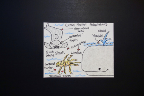 Let's Draw Ocean Animal Adaptations! by Patty Fernandez Artist | TPT