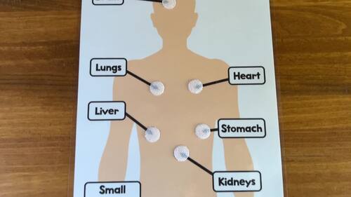 Body Organs Matching Activity | Human Body Anatomy Activity | Parts of ...