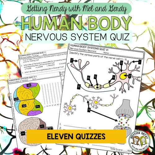 Nervous System | Human Body | Brain Structure & Function Quizzes ...