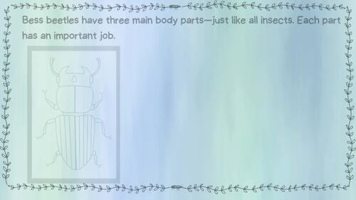 The Anatomy of a Bess Beetle Section Two by Tooty-Ta Teacher | TPT