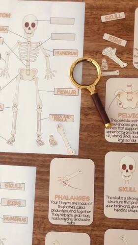 Skeleton Anatomy Pack | Human Body Activities | Flash Cards & Skeleton ...