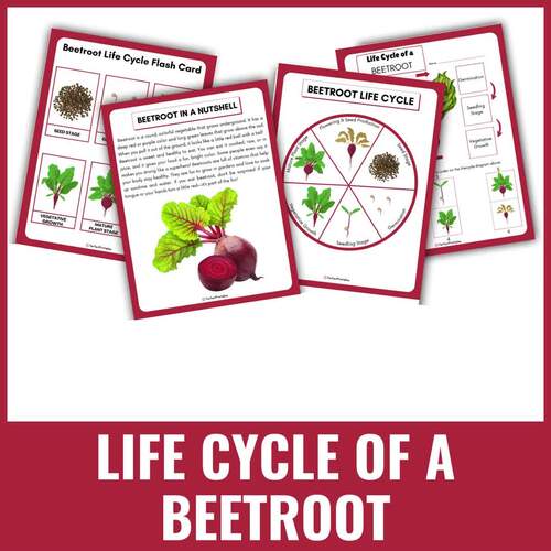 Beetroot Life Cycle Worksheet | Root Vegetables Unit Study With Fun Facts!